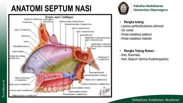 tugas dr. Yan Septum Deviasi (1).pptx