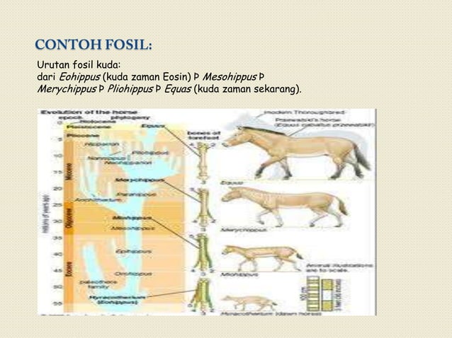 Petunjuk Evolusi | PPT