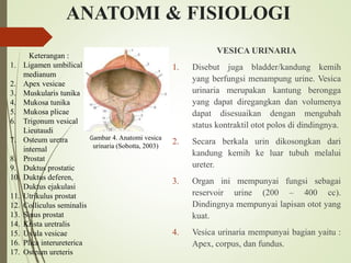 TUGAS FARMASI KLINIK TERMINOLOGI URINER KEL 10 Y.pptx