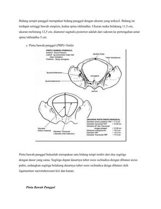 Tugas ibu direktur(gambar genitalia n tulang panggul) AKBID PARAMATA ...