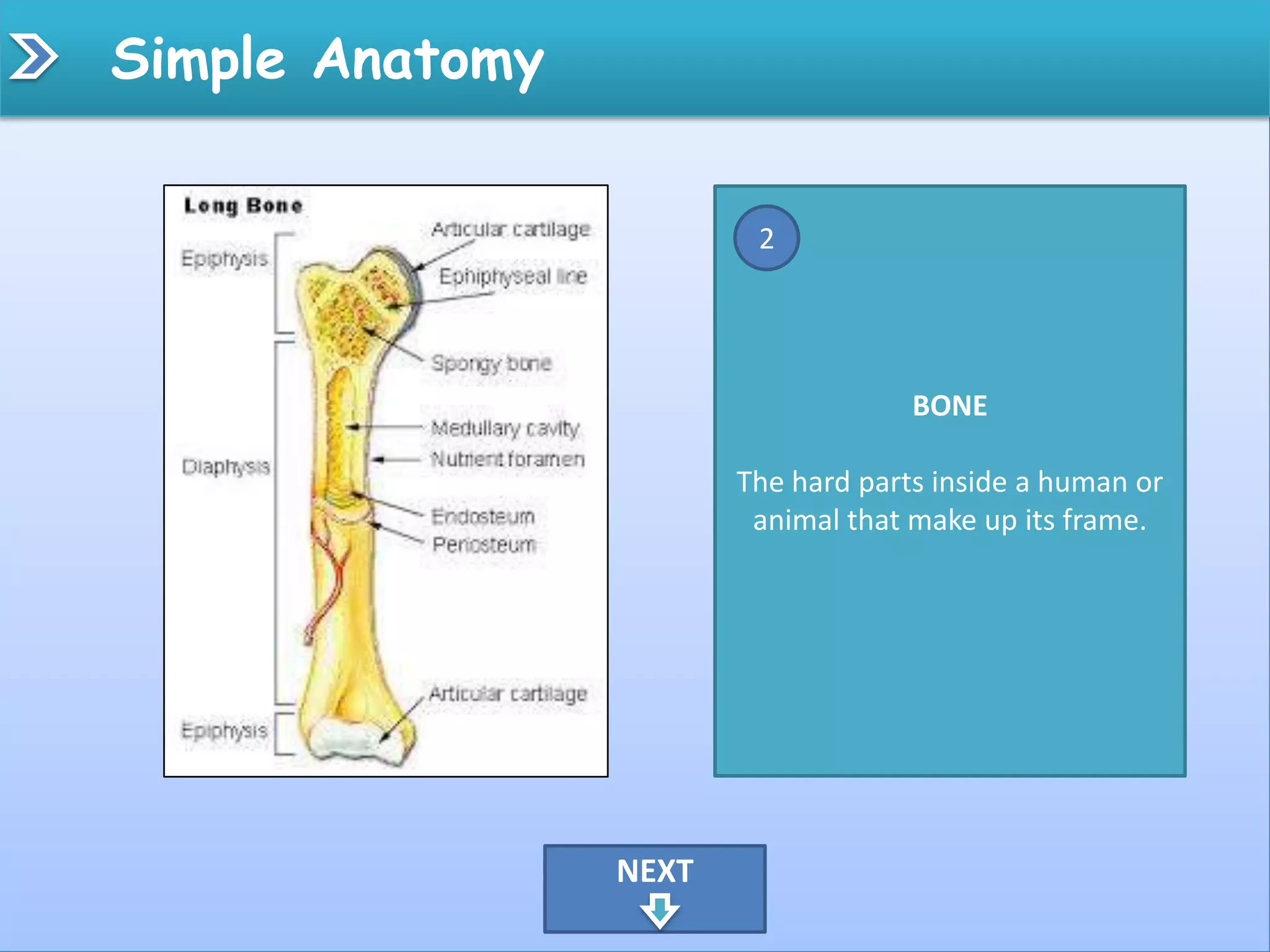 Inside your Body (Simple Anatomy) | PPTX