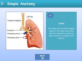 Inside your Body (Simple Anatomy) | PPTX