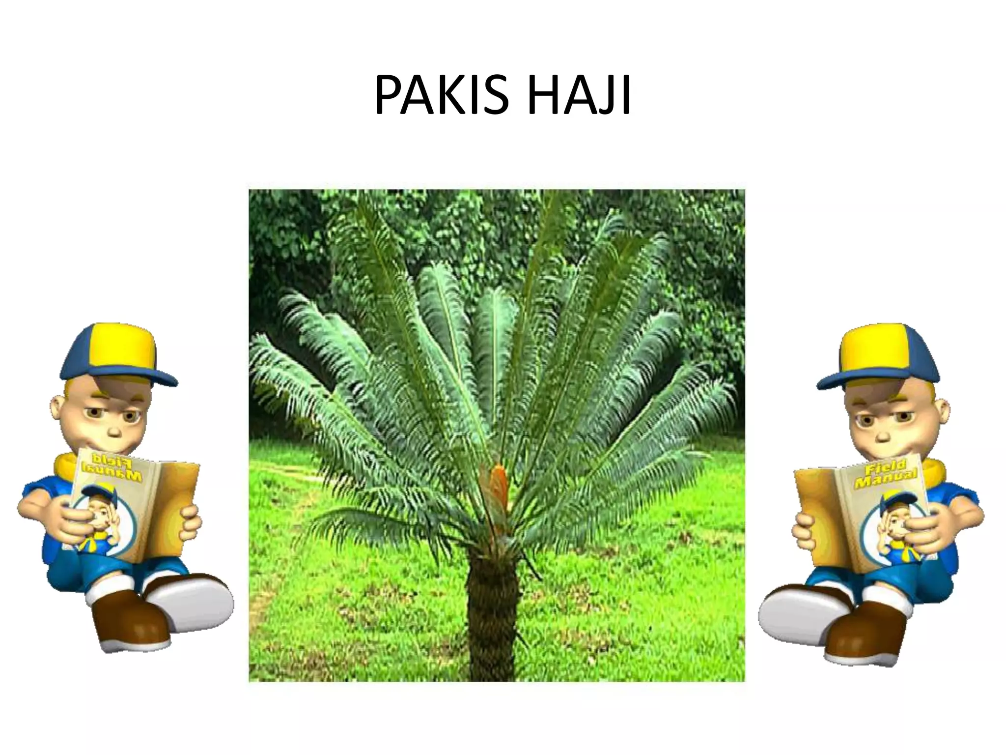 Tugas individu ciri ciri tumbuhan biji terbuka dan tertutup | PPTX