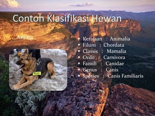 Hewan Dan Tumbuhan Purba yang Masih Hidup Hingga Sekarang, Klasifikasi ...