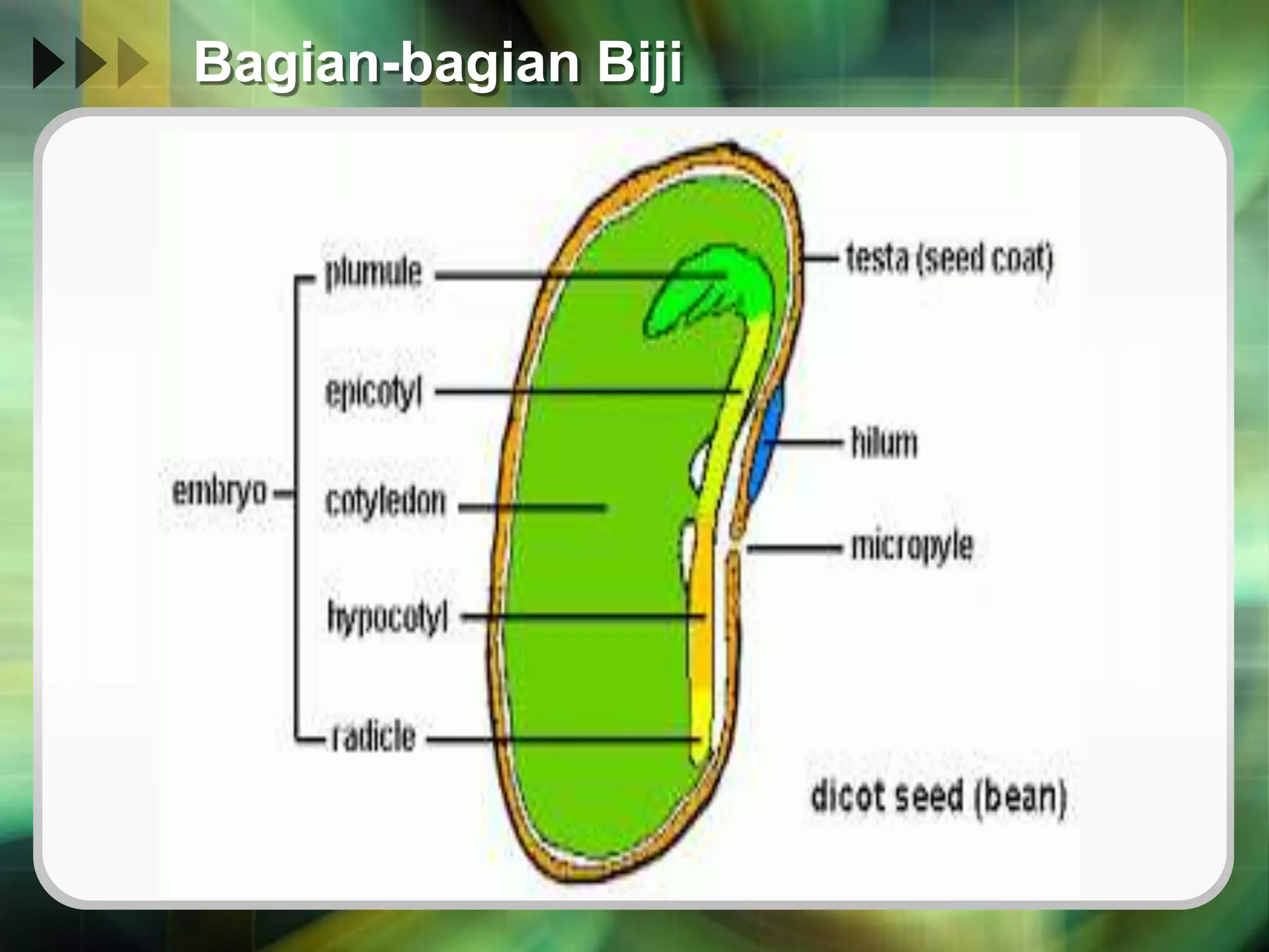 Struktur Biji dan Bagian-bagiannya | PPTX