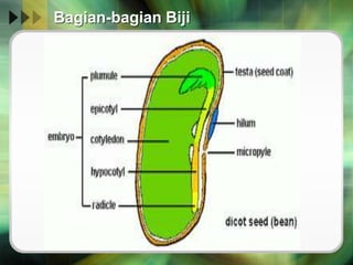 Struktur Biji dan Bagian-bagiannya | PPTX