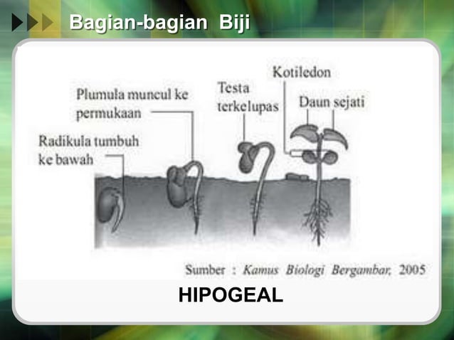 Struktur Biji dan Bagian-bagiannya | PPTX