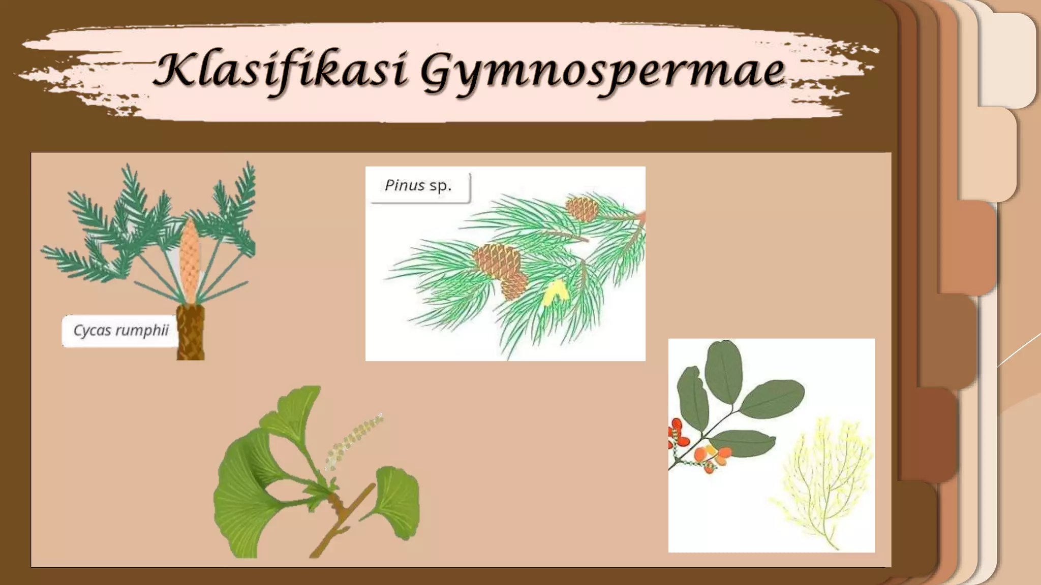 Tugas Kelompok Biologi_Oryza Sativa.pptx