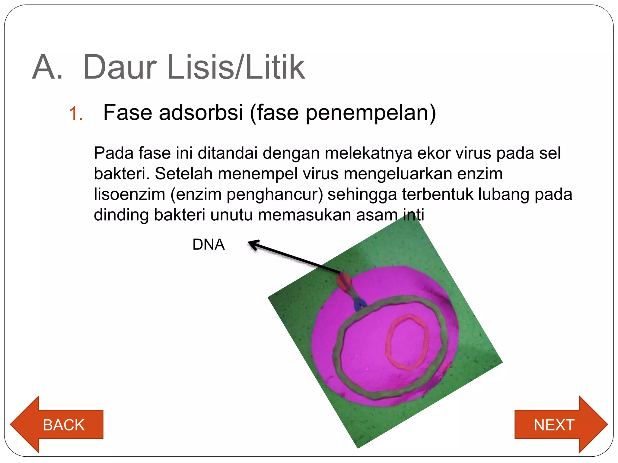 PowerPoint Replikasi Virus | PPTX