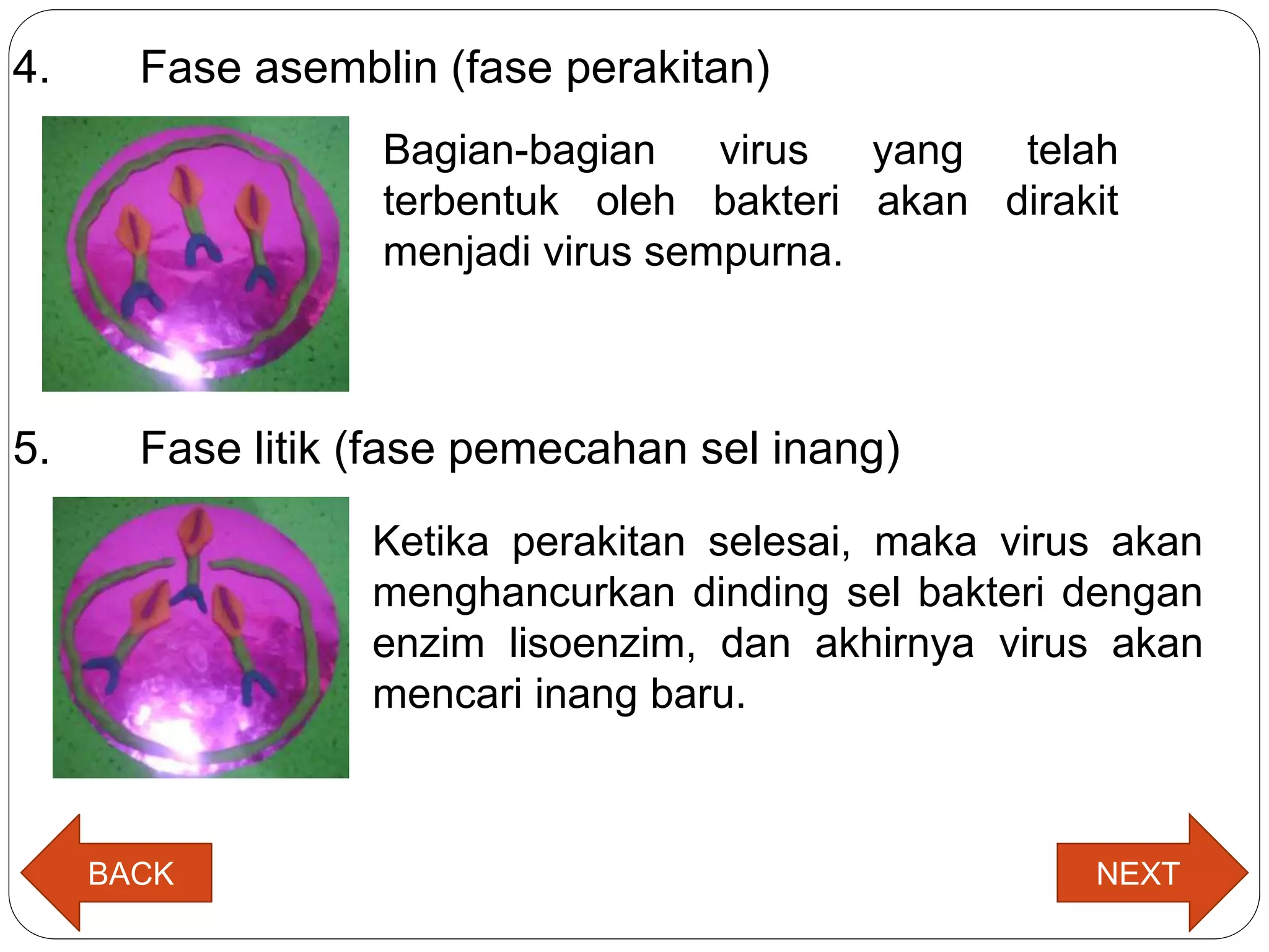 PowerPoint Replikasi Virus | PPTX