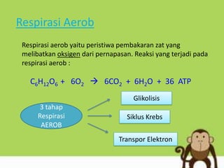 Tugas kelompok ii metabolisme | PPTX