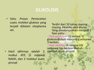 Tugas kelompok ii metabolisme | PPTX