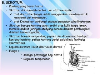 SISTEM REPRODUKSI PRIA | PPT