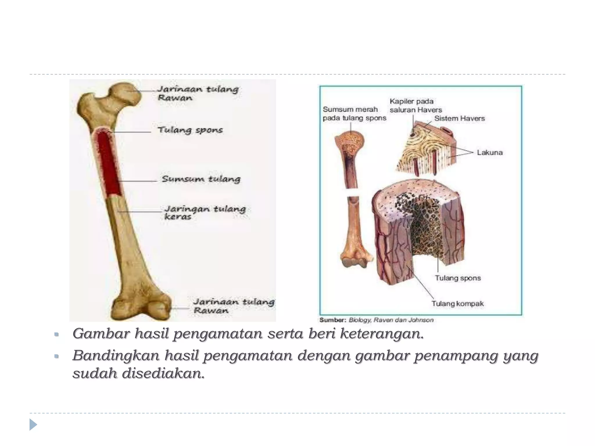 AKTIVITAS ILMIAH "MENGAMATI STRUKTUR TULANG PAHA AYAM" | PPTX
