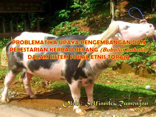 Tugas konservasi kerbau belang | PPTX