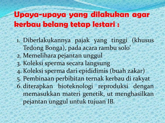 Tugas konservasi kerbau belang | PPTX