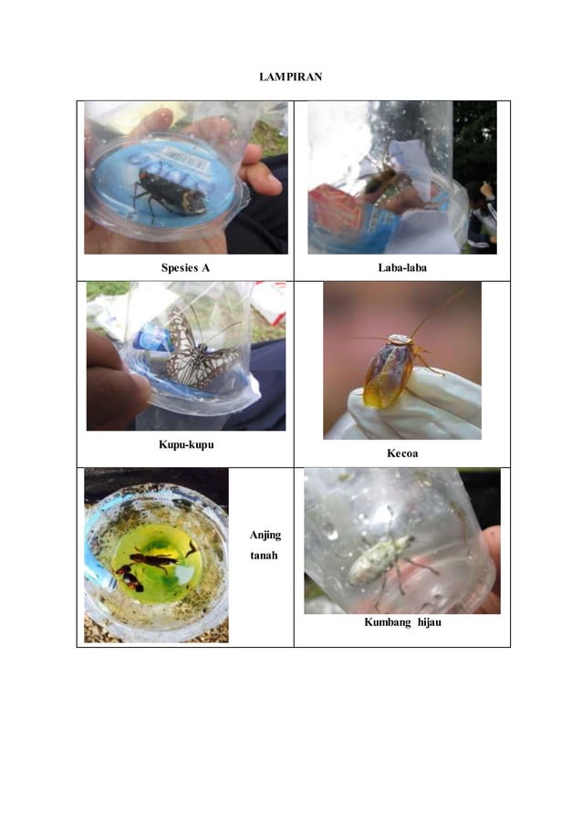 pembuatan insektarium dan preparat basah | DOCX