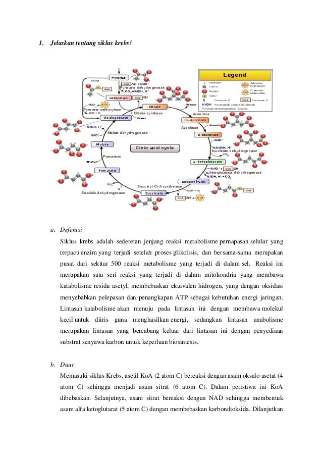 Glikolisis dan Siklus Krebs