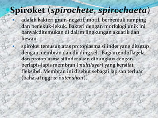 Spirochete | PPT
