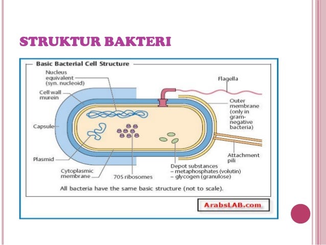 Mikrobiologi Bakteri