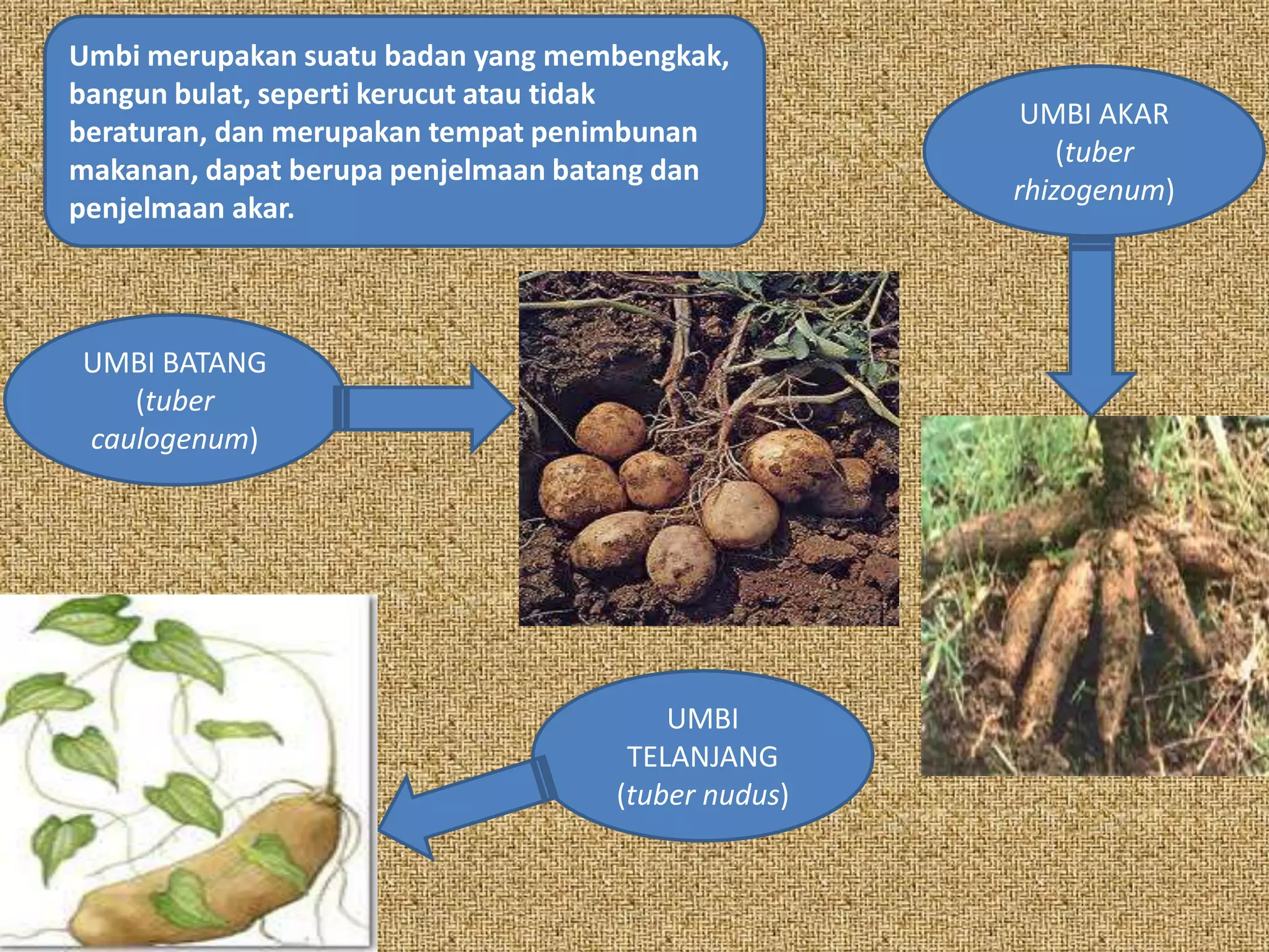 metamorfosis akar, batang. daun | PPTX