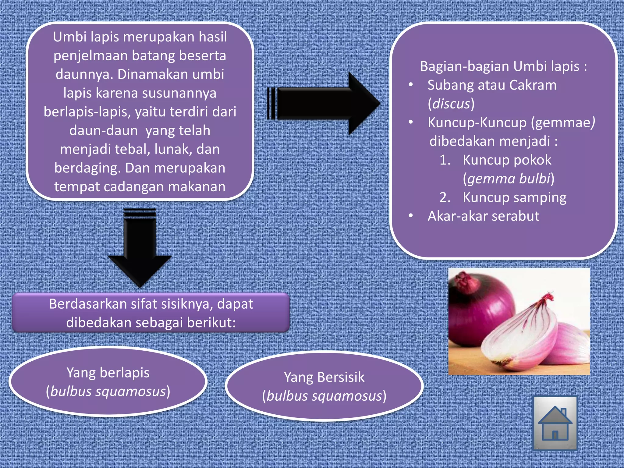 metamorfosis akar, batang. daun | PPTX