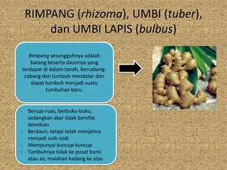metamorfosis akar, batang. daun | PPTX