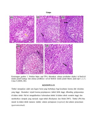 Tugas patologi lanjut toksisitas pb pada sapi | PDF