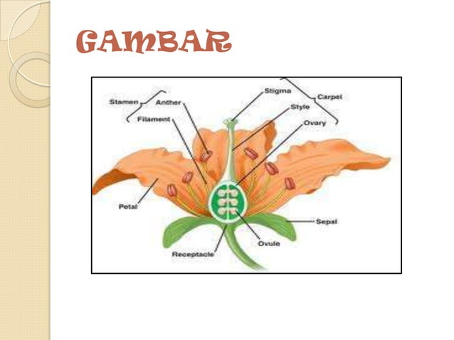 Tugas persentase Bunga | PPTX