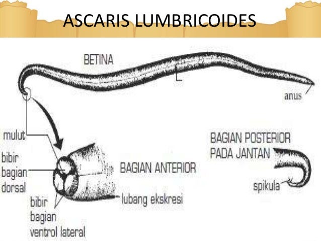 Siklus Hidup Ascaris Lumbricoides Cacing Perut