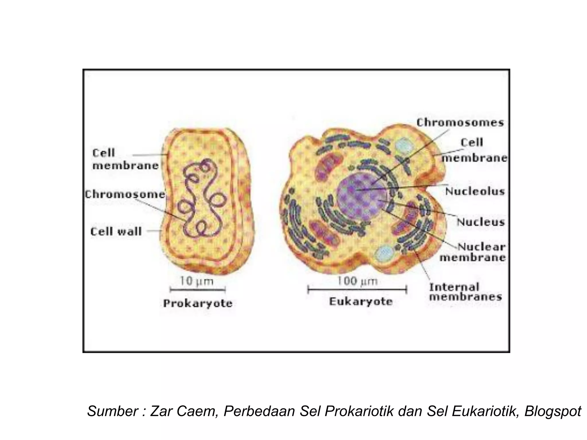 Perbedaan proses transkripsi&translasi pada sel prokariot dan eukariot ...