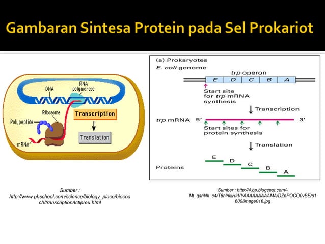 Perbedaan proses transkripsi&translasi pada sel prokariot dan eukariot ...