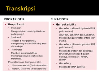 Perbedaan proses transkripsi&translasi pada sel prokariot dan eukariot ...