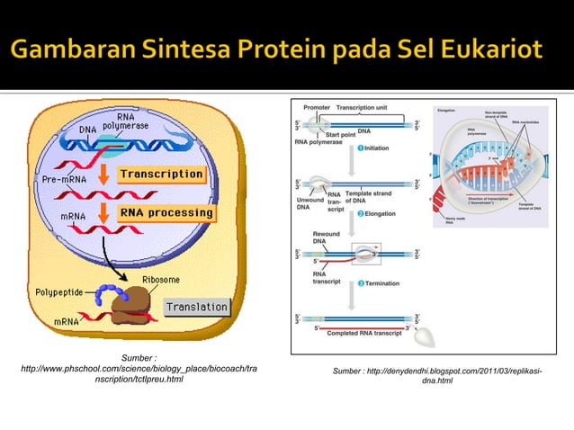 Perbedaan proses transkripsi&translasi pada sel prokariot dan eukariot