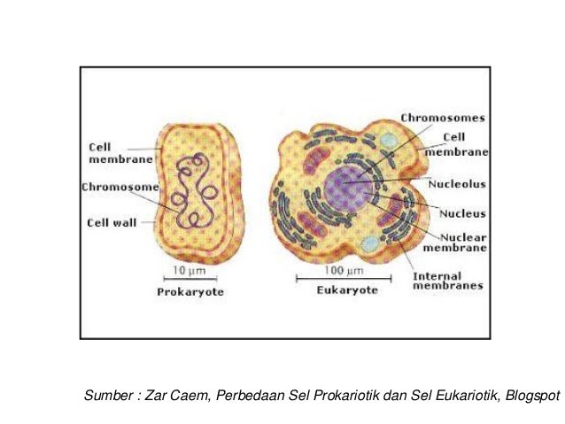 Perbedaan proses transkripsi&translasi pada sel prokariot dan eukari…