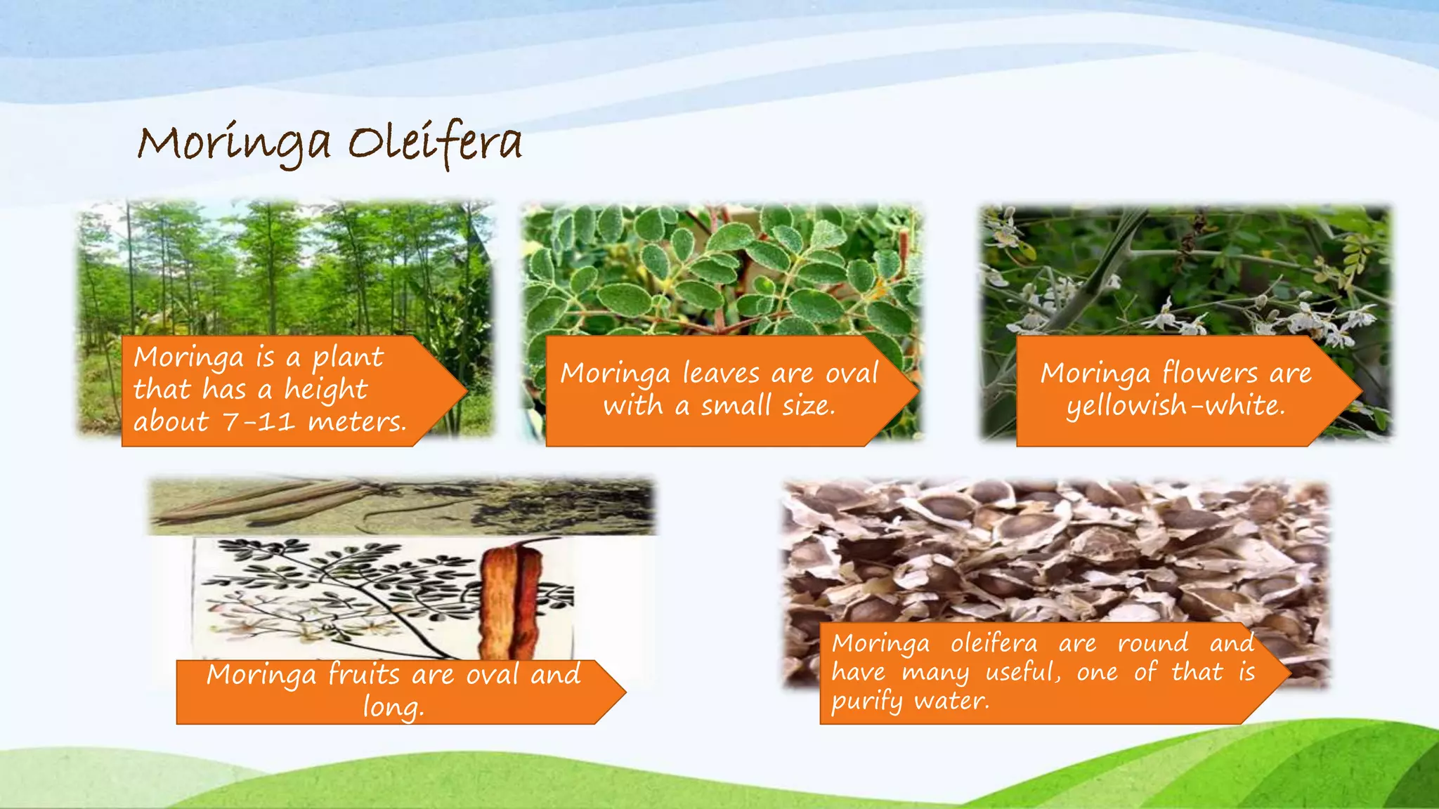 WATER PURIFICATION WITH MORINGA OLEIFERA | PPTX