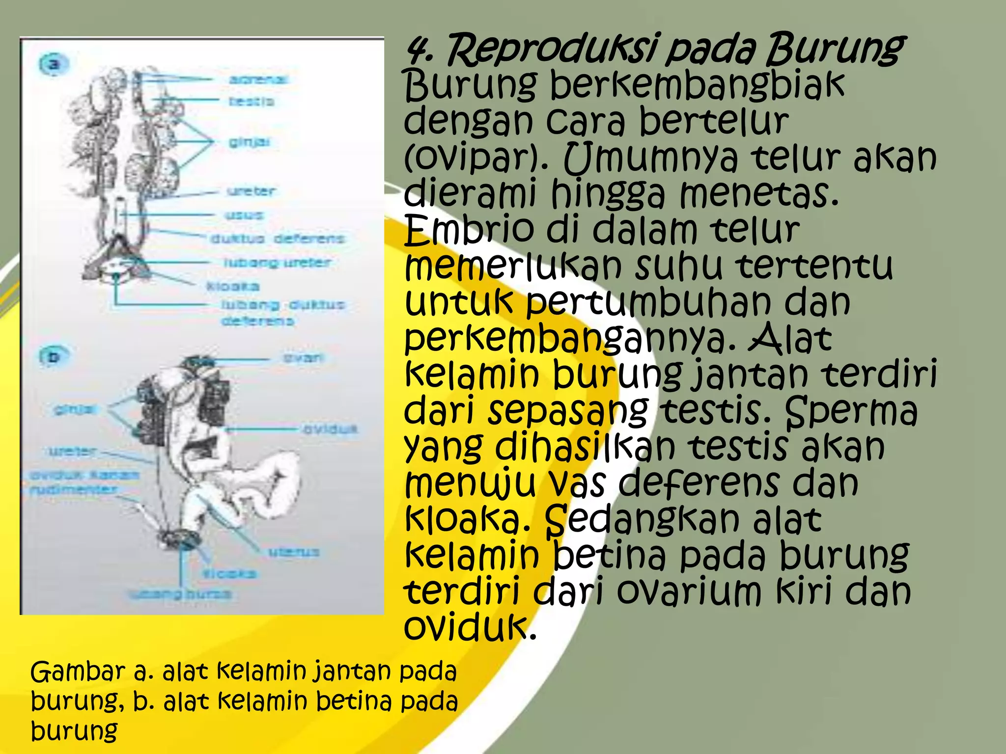 Tugas ppt fiswan reproduksi hewan | PPTX