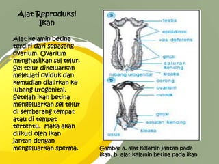 Tugas ppt fiswan reproduksi hewan | PPTX