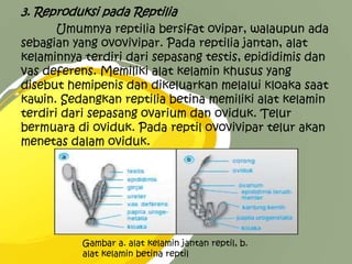 Tugas ppt fiswan reproduksi hewan | PPTX