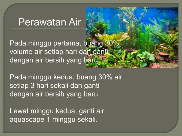 Aquascape natural style.ppt
