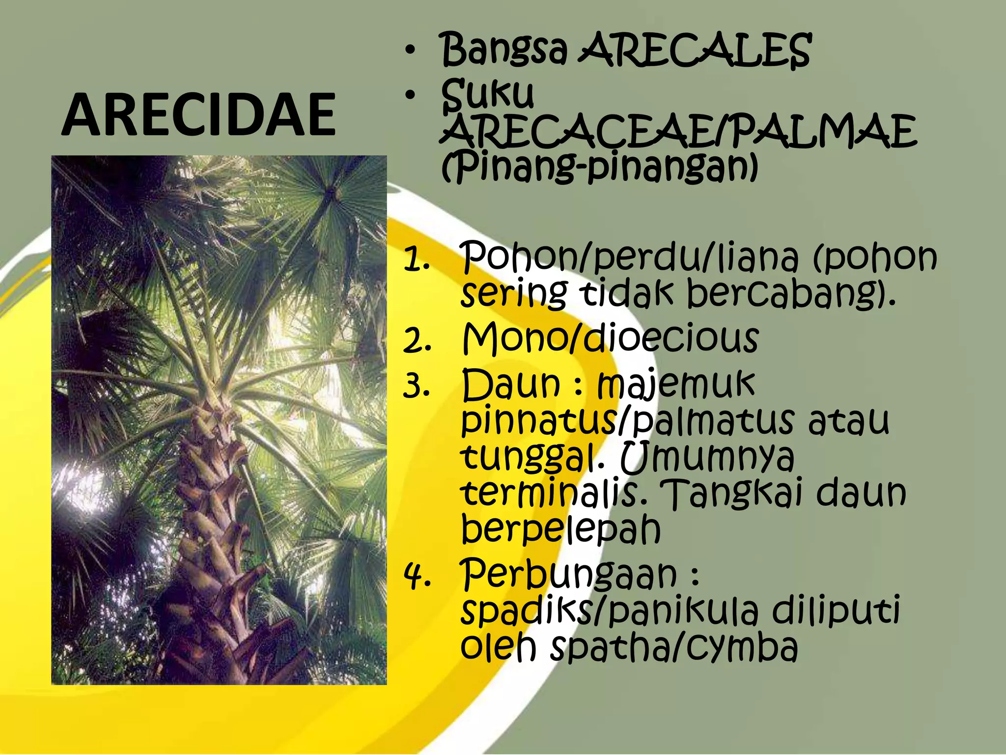 Tugas ppt tumbuhan tingkat tinggi kelas liliopsida | PPTX