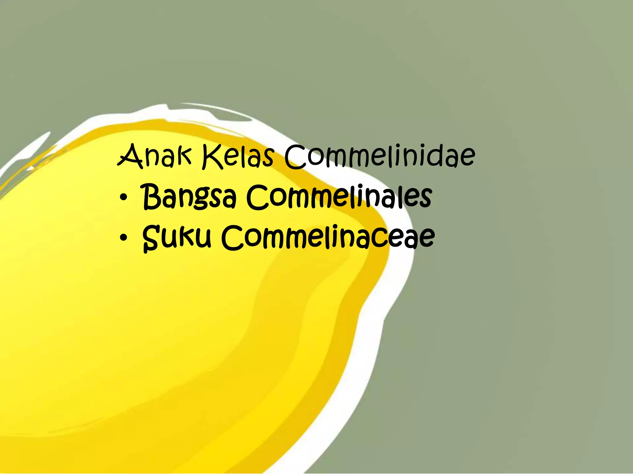 Tugas ppt tumbuhan tingkat tinggi kelas liliopsida | PPTX