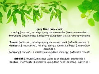 Tugas presentasi kelompok 6.pptx