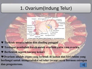 Tugas reproduksi wanita | PPTX