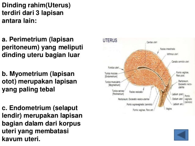 Tugas reproduksi wanita