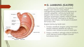 SISTEM PENCERNAAN | PDF