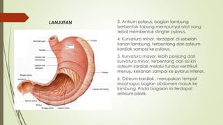 SISTEM PENCERNAAN | PDF
