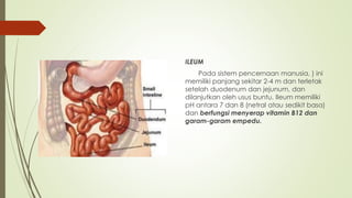 SISTEM PENCERNAAN | PDF