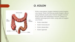 SISTEM PENCERNAAN | PDF