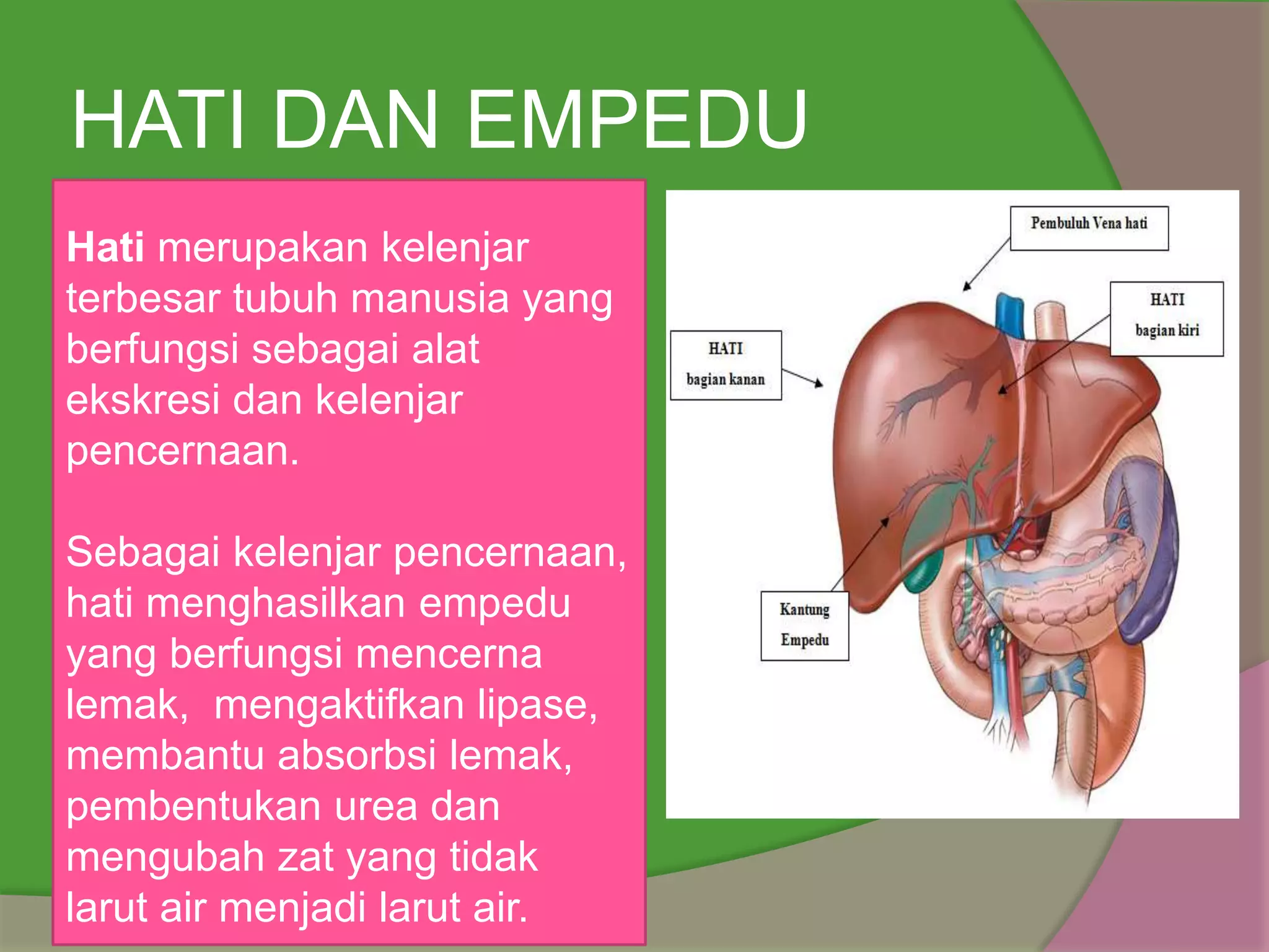 Tugas sistem pencernaan vertebrata | PPTX
